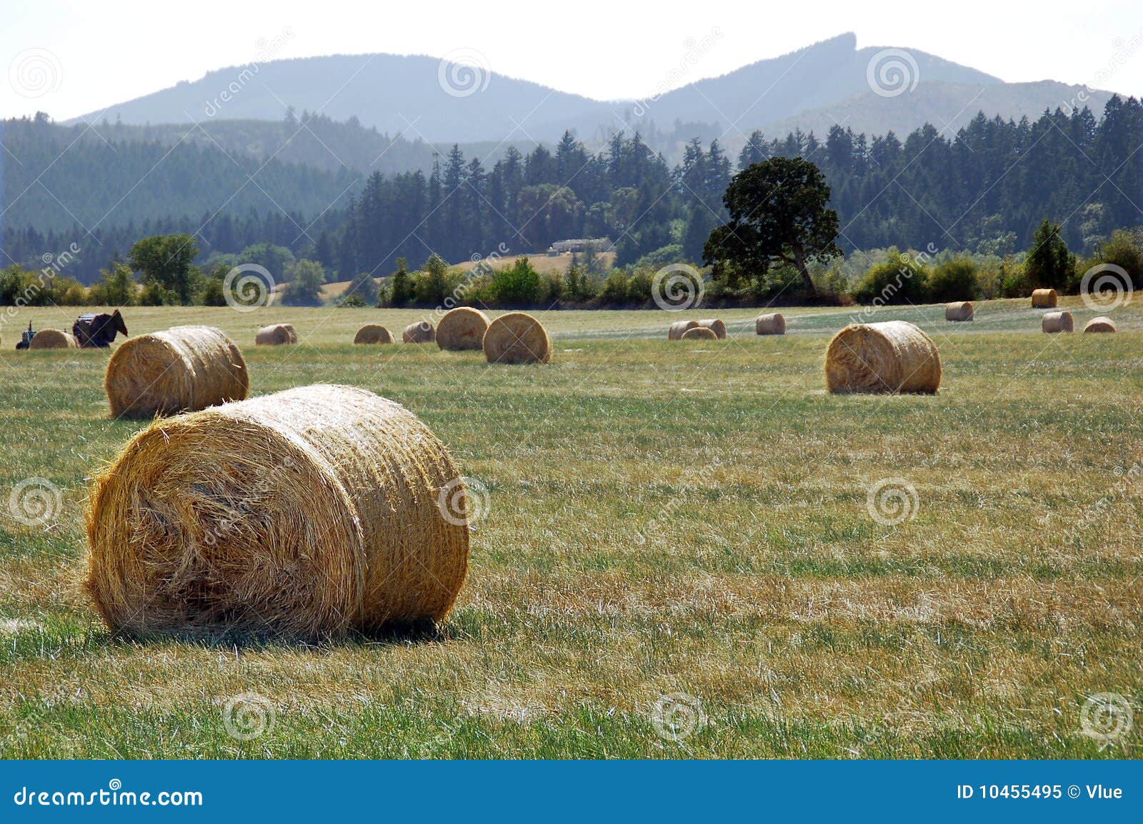 Bundles of hay stock image. Image of land, crop, bale - 10455495