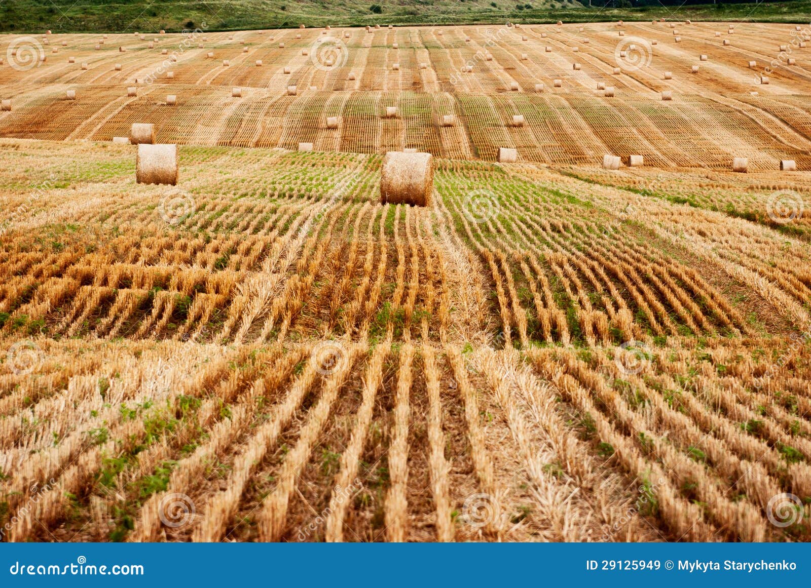 Bundles of Hay in the Field Stock Image - Image of grow, culture: 29125949