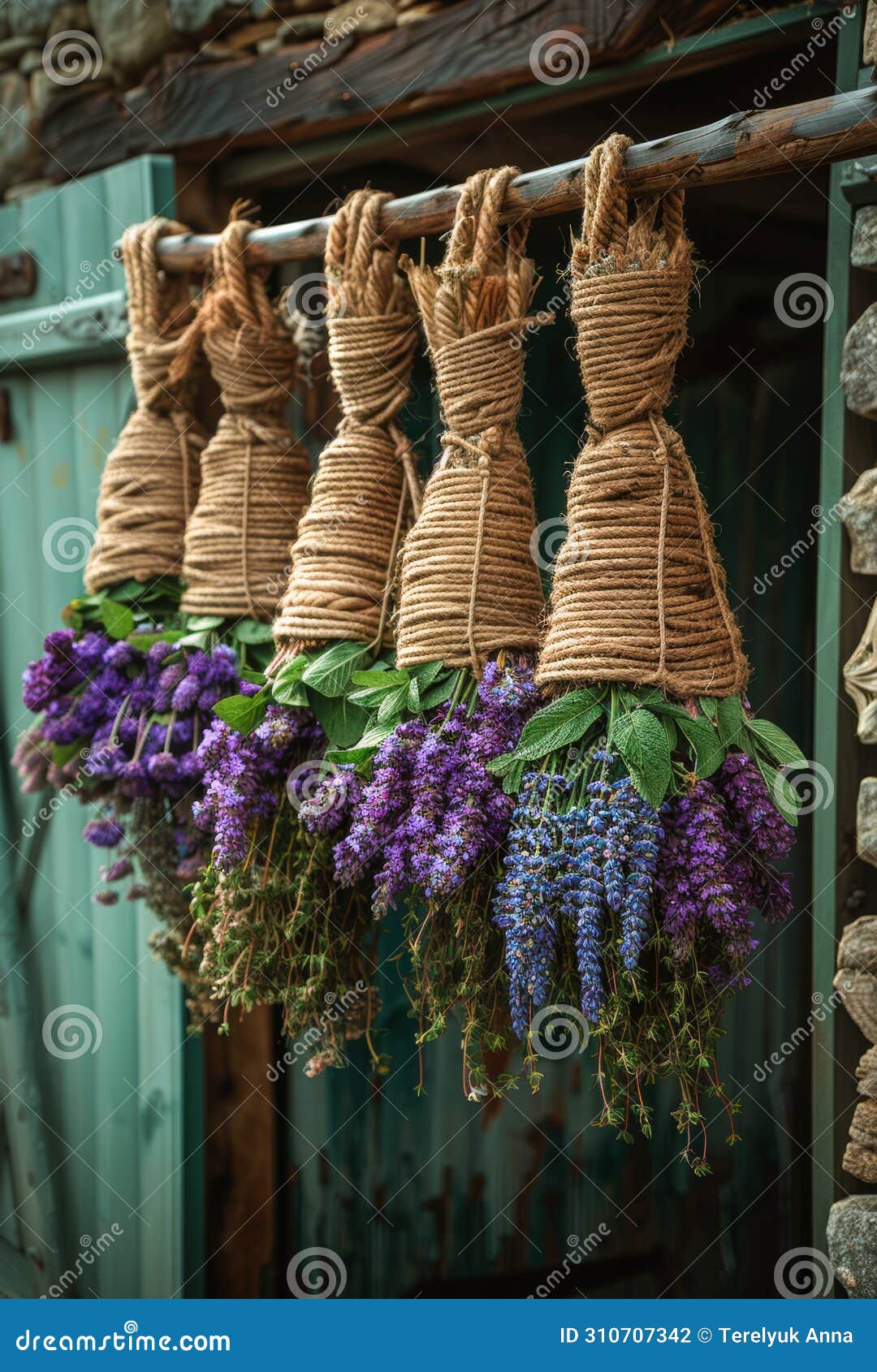 Bundles of Lavender Hanging on Rope Stock Photo - Image of alternative ...