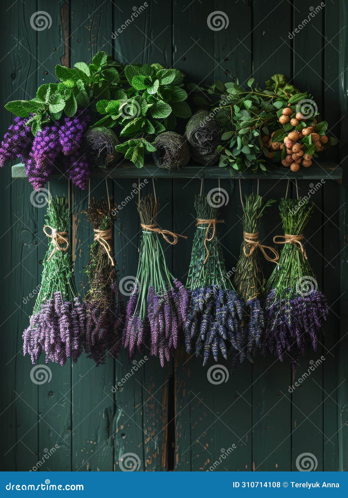 Bundles of Lavender Hanging on Rope Stock Photo - Image of green, table ...