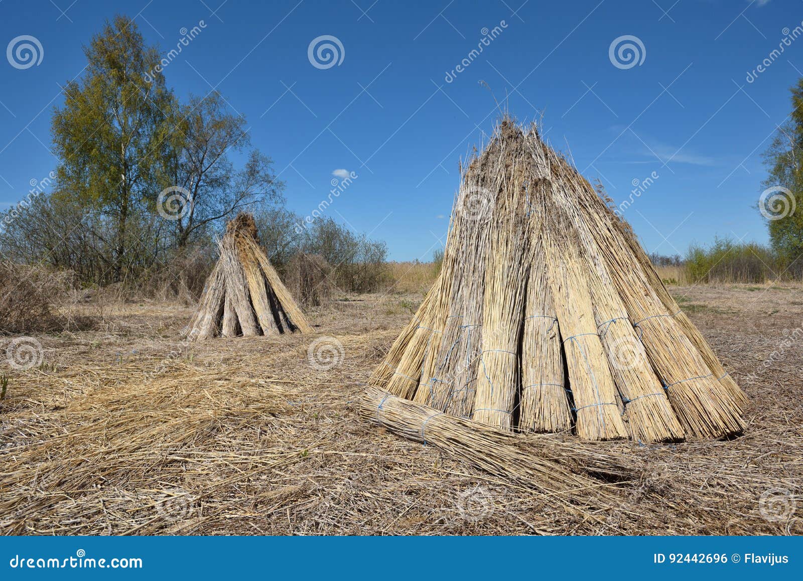 Bundles of Natural Reed for Drying Stock Photo - Image of countryside ...