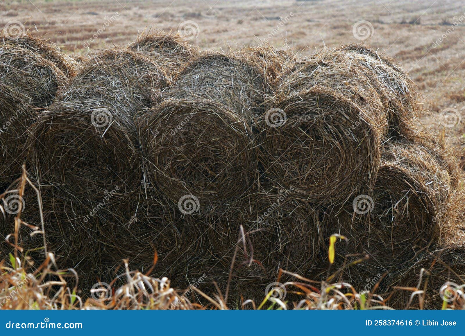 Bundles of Paddy Rice Straw after Harvested Field Stock Photo - Image ...