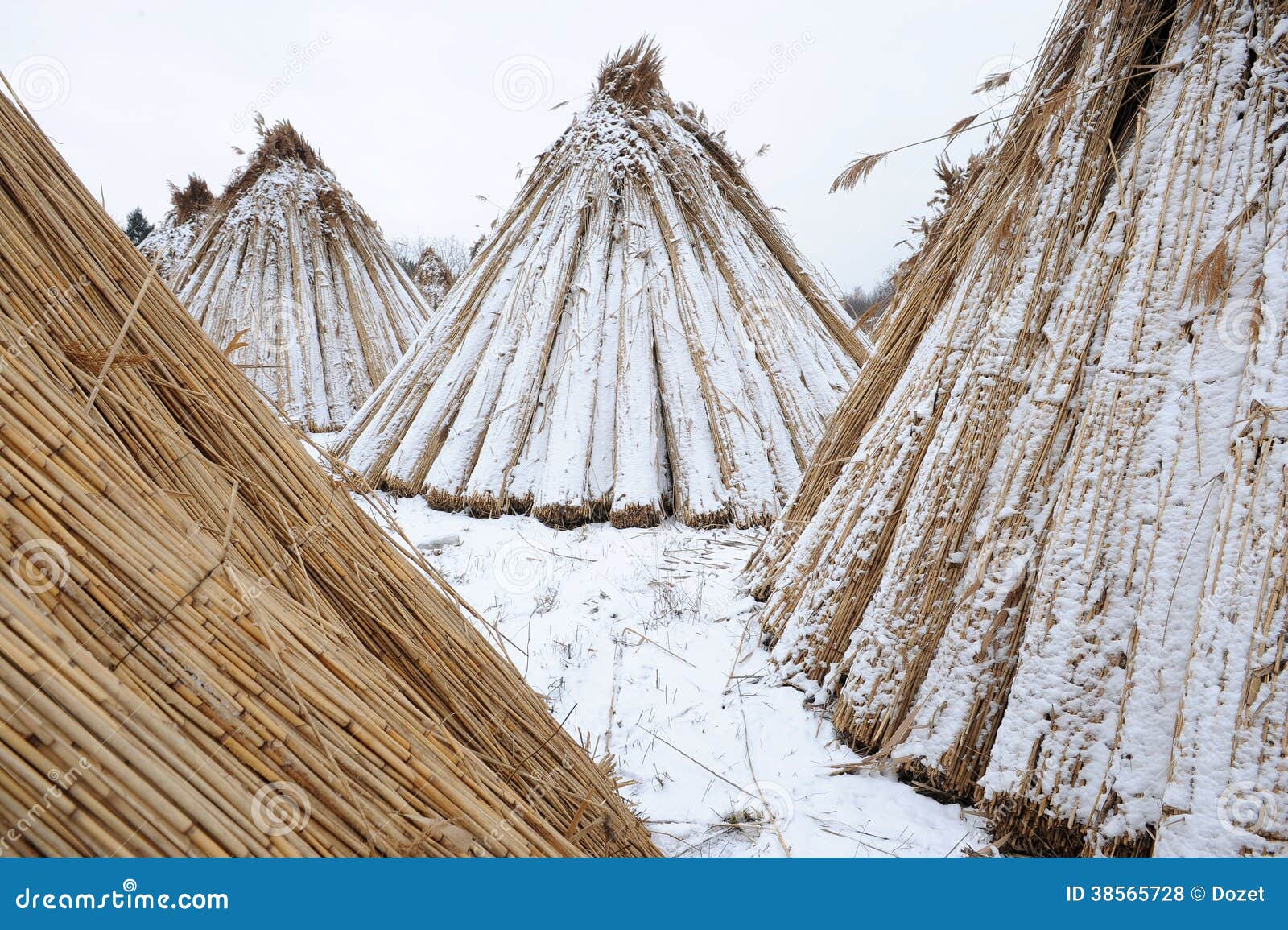 Bundles of reed stock photo. Image of roofer, repairing - 38565728
