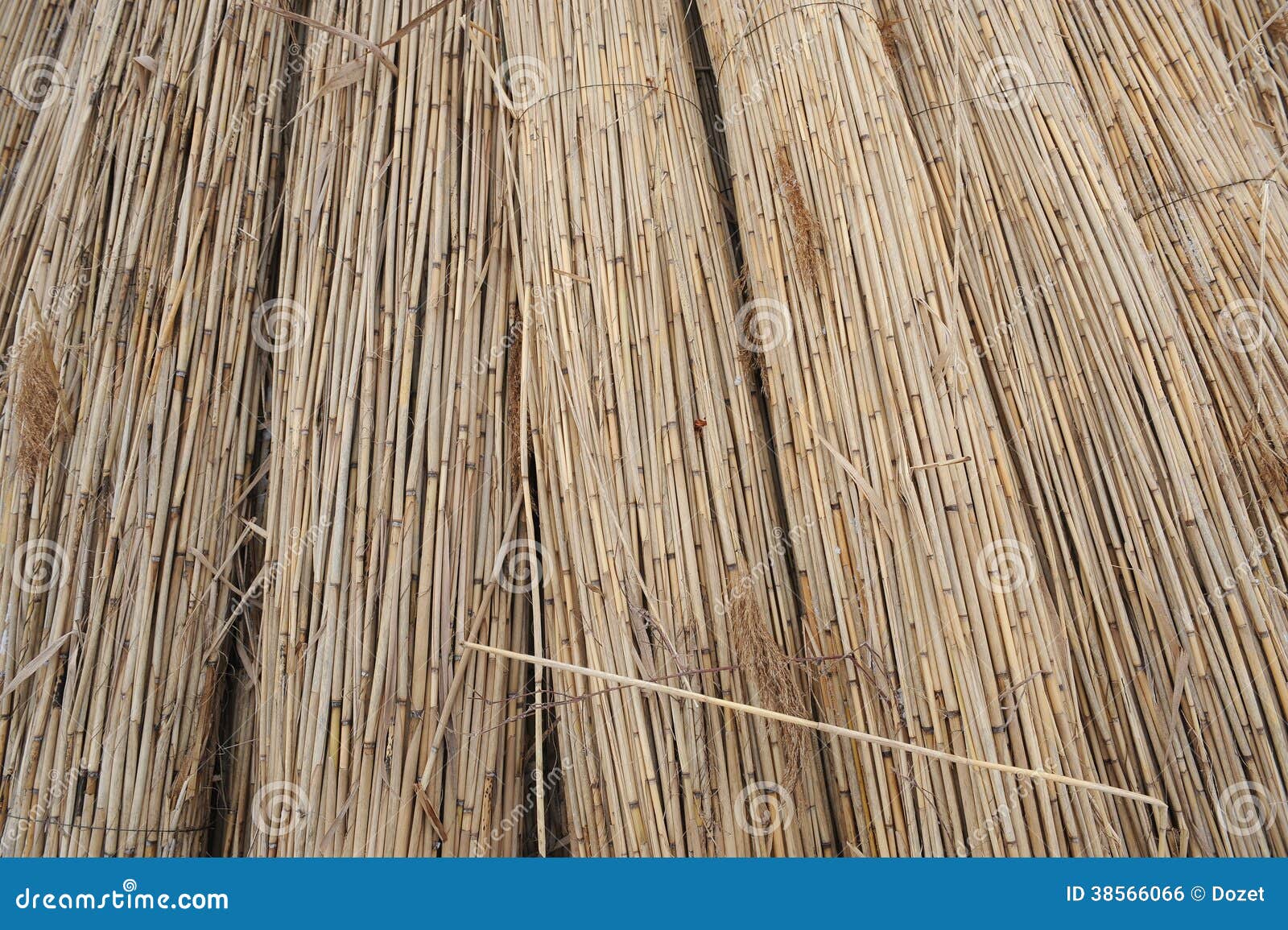 Bundles of reed stock photo. Image of nonurban, roofer - 38566066