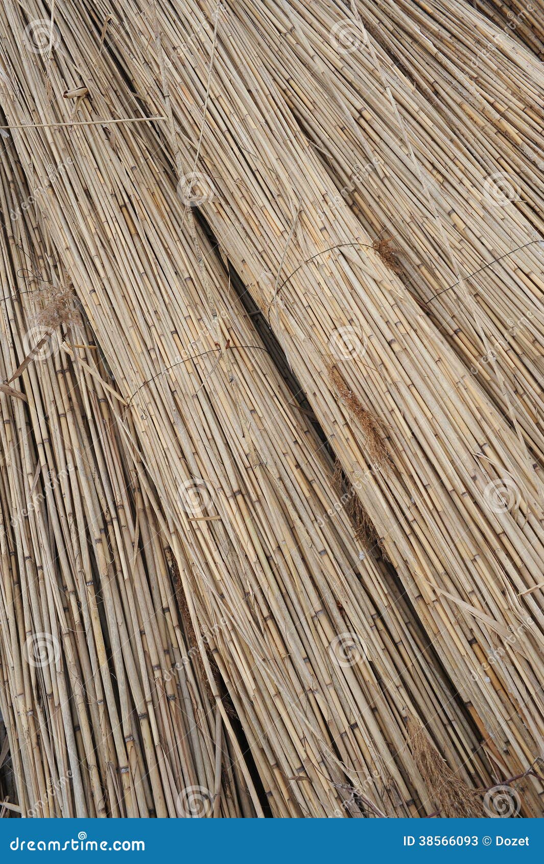 Bundles of reed stock image. Image of construction, bamboo - 38566093