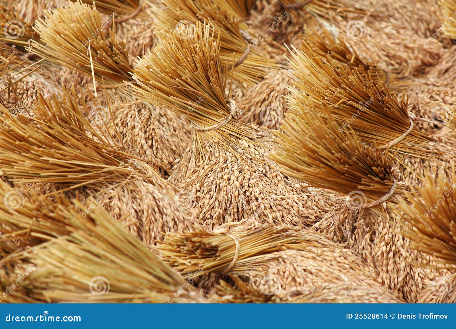 Bundles of Rice after the Harvest Stock Photo - Image of pattern, gold ...