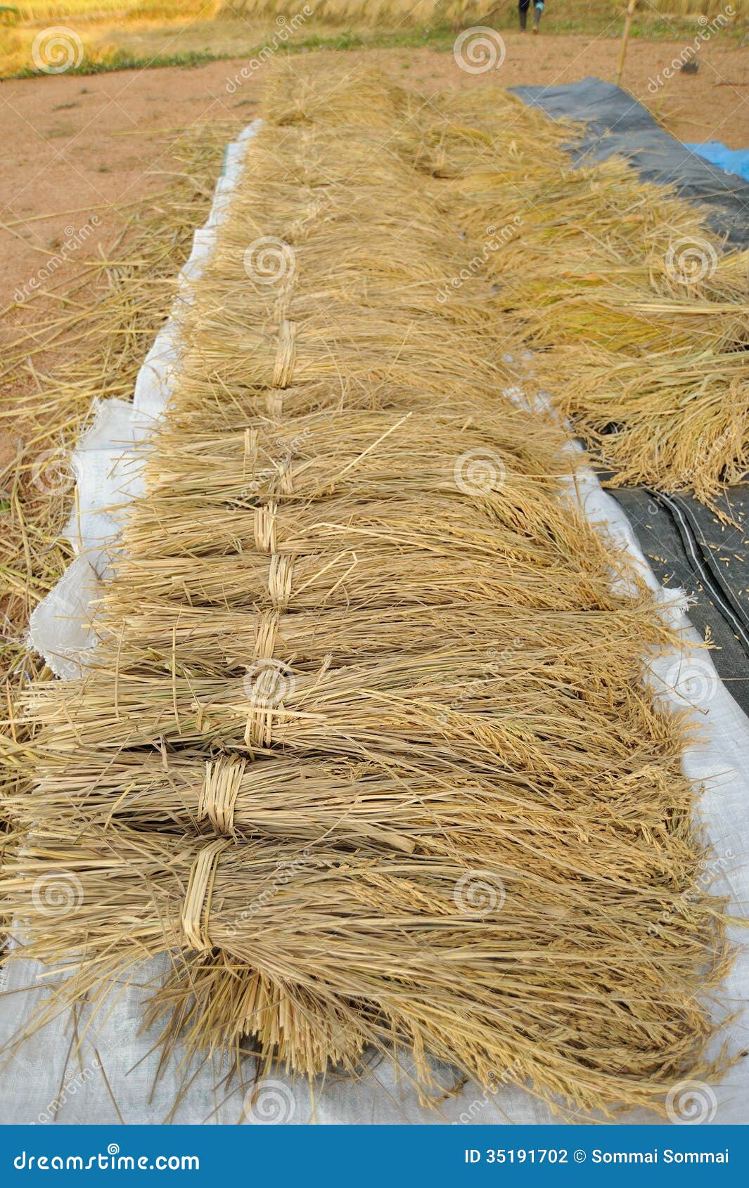 Bundles of Rice after Harvest Stock Photo - Image of farm, grain: 35191702