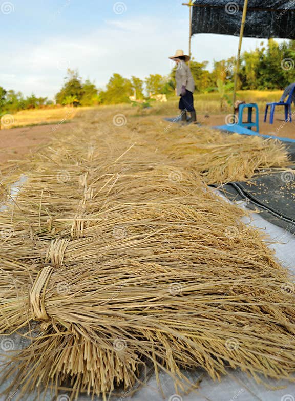 Bundles of Rice after Harvest Stock Image - Image of rural, crop: 35191751