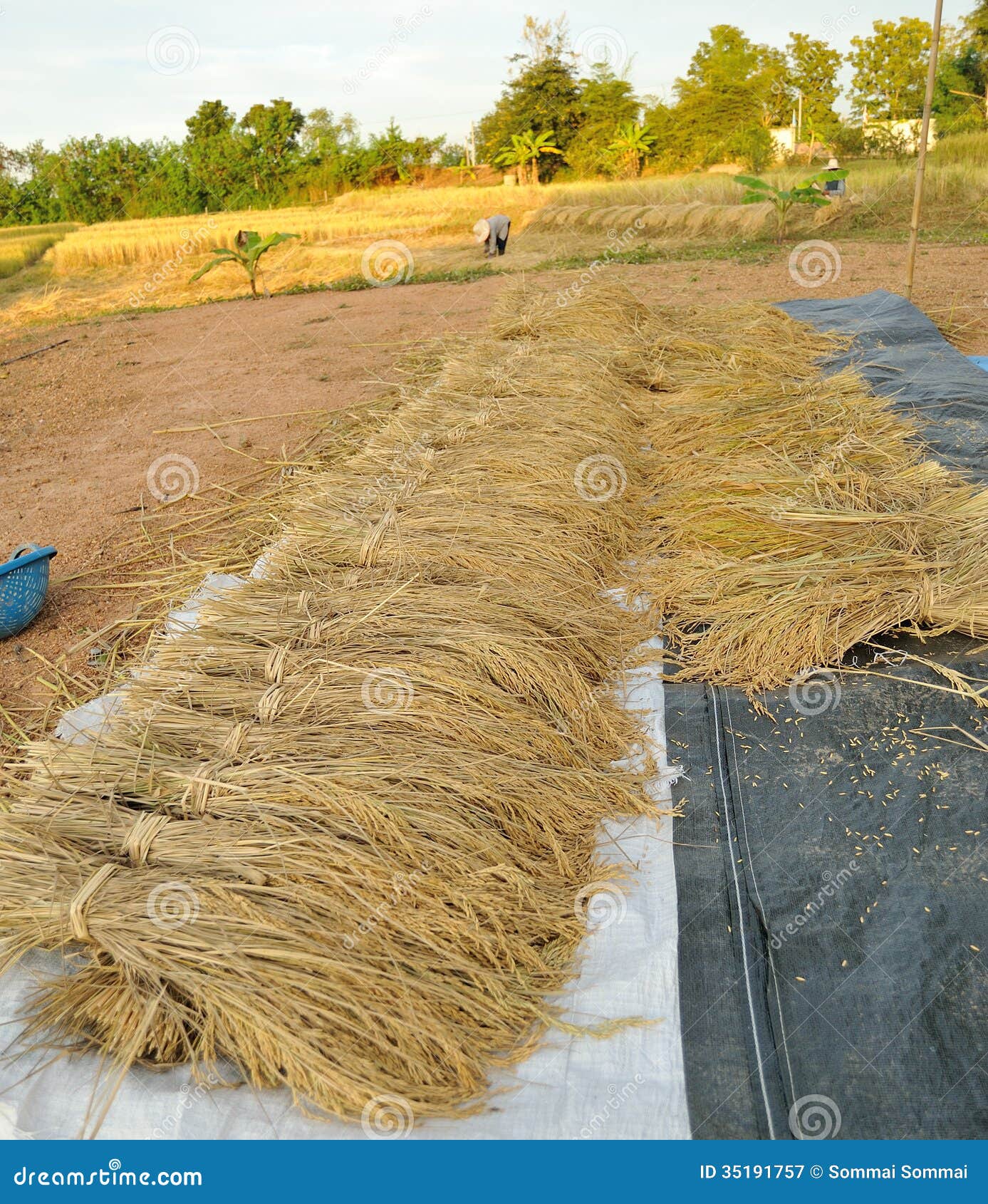 Bundles of Rice after Harvest Stock Image - Image of thailand, stack ...