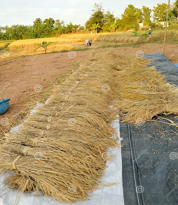 Bundles of Rice after Harvest Stock Image - Image of thailand, stack ...