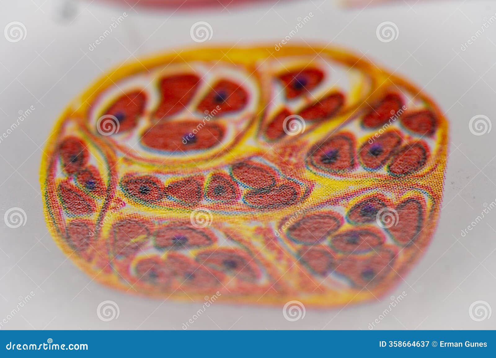 Bundles of Smooth Muscles in an Anatomical Illustration Stock Image ...