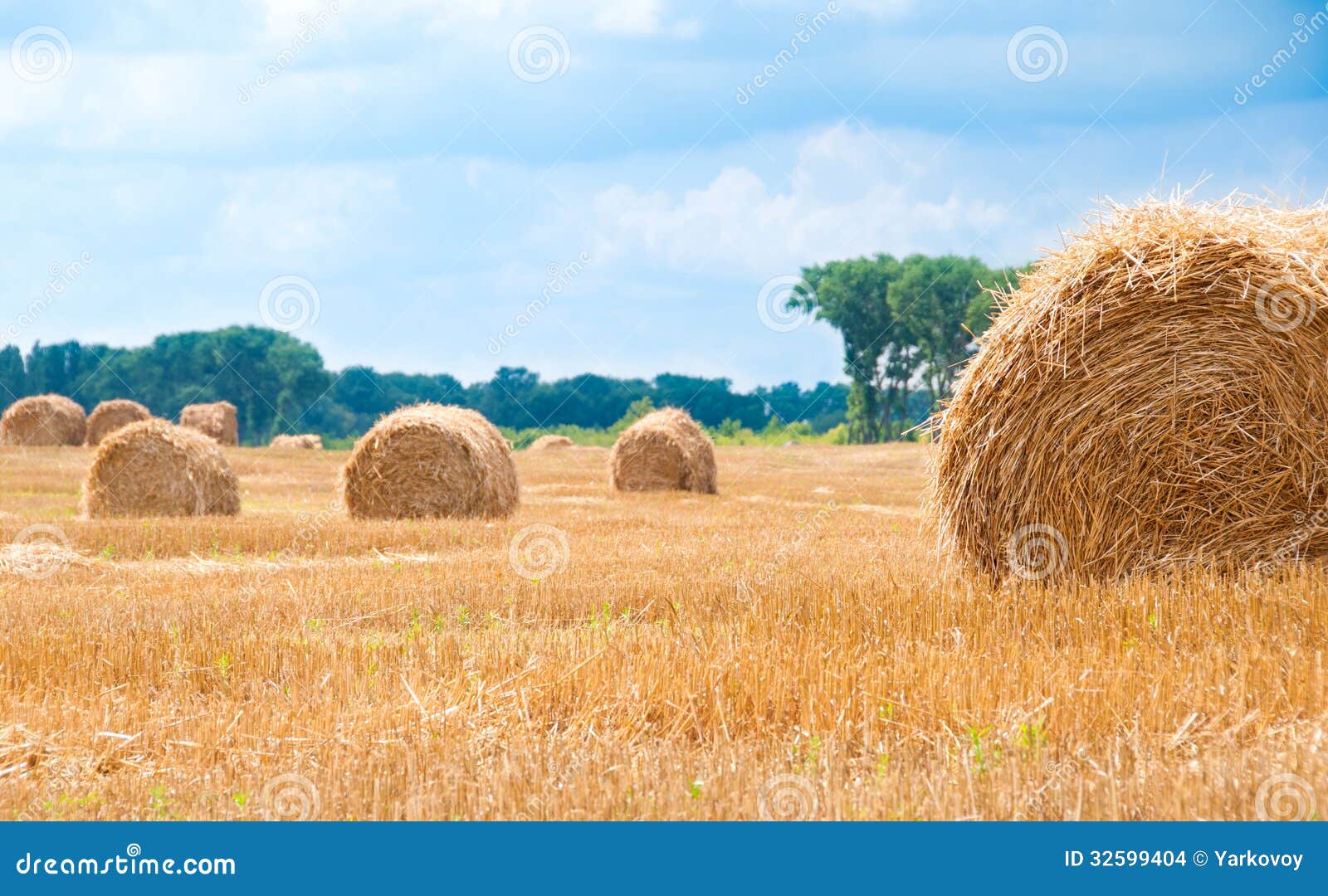 Bundles of Straw on the Field after Harvest Stock Photo - Image of ...