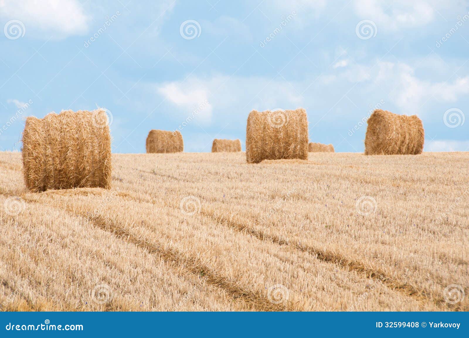 Bundles of Straw on the Field after Harvest Stock Photo - Image of ...