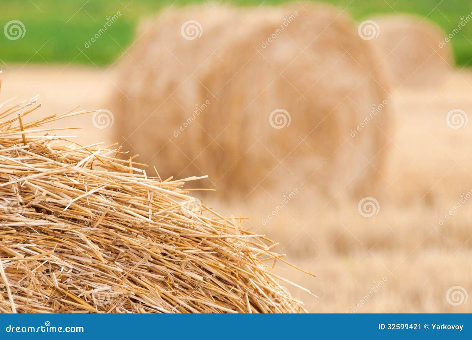 Bundles of Straw on the Field after Harvest Stock Image - Image of ...