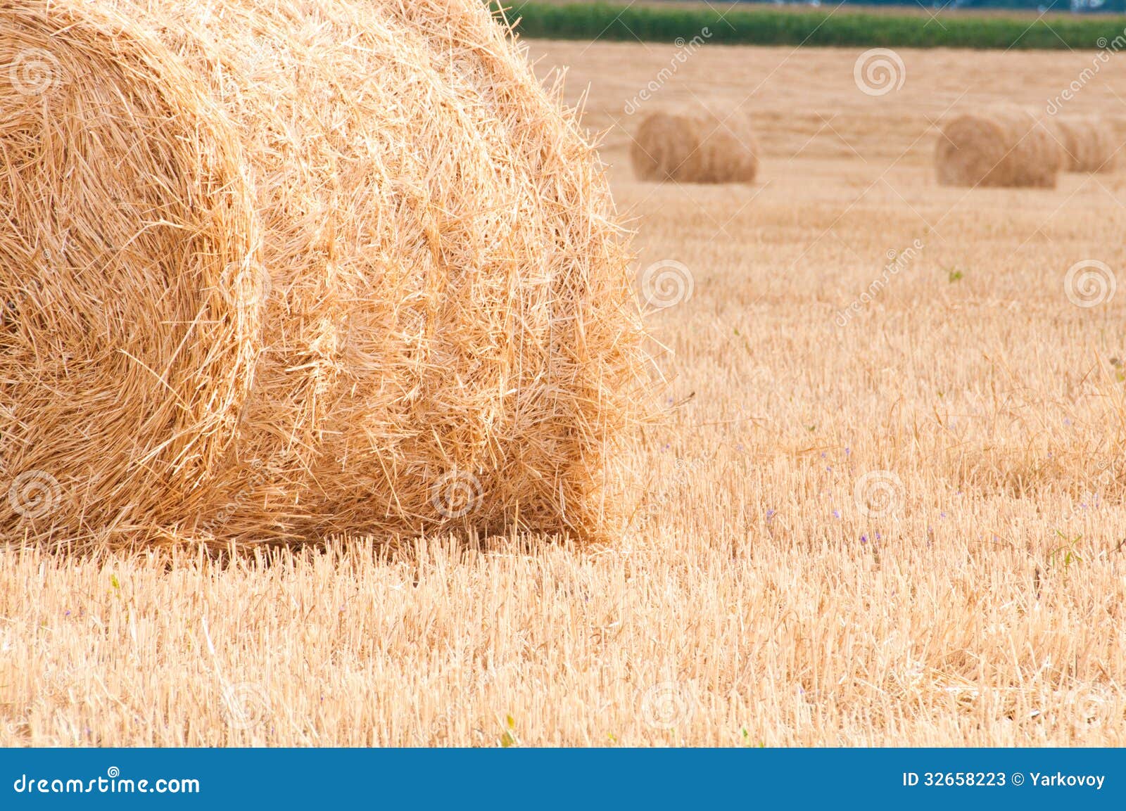 Bundles of Straw on the Field after Harvest Stock Image - Image of crop ...
