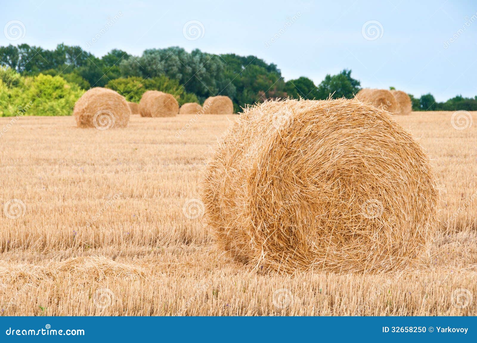 Bundles of Straw on the Field after Harvest Stock Photo - Image of ...