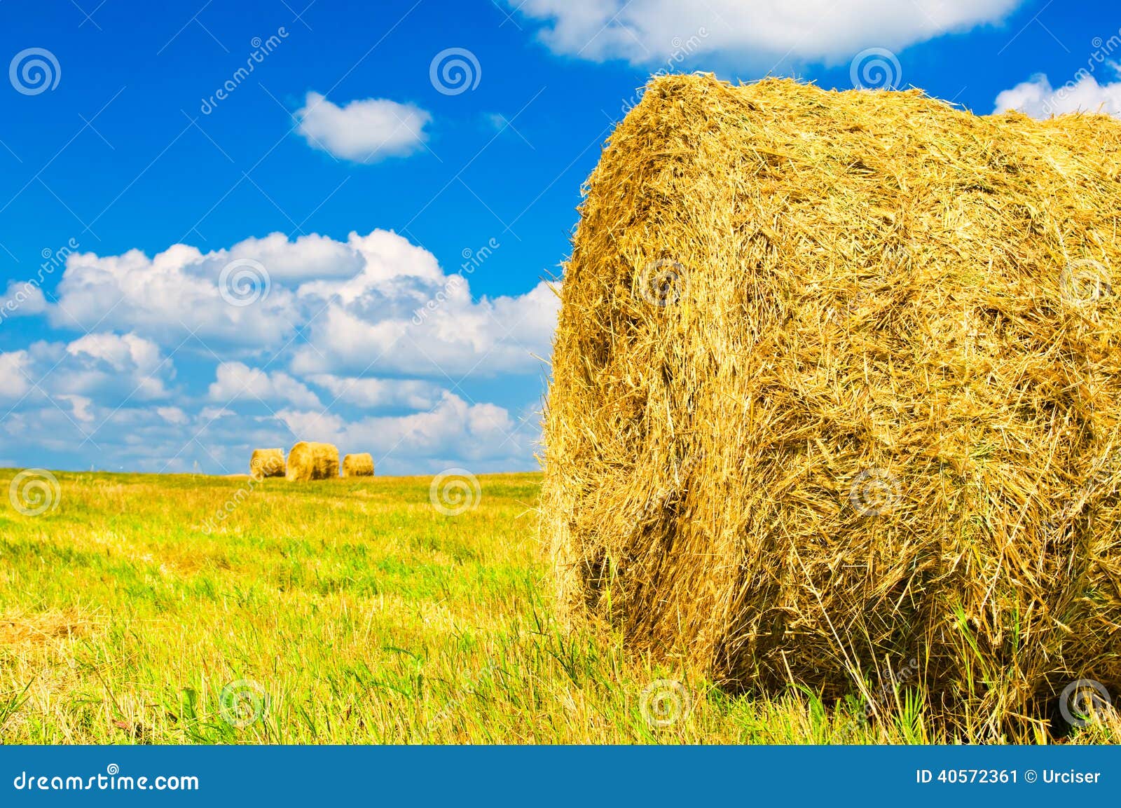 Bundles of straw stock image. Image of crop, farming - 40572361
