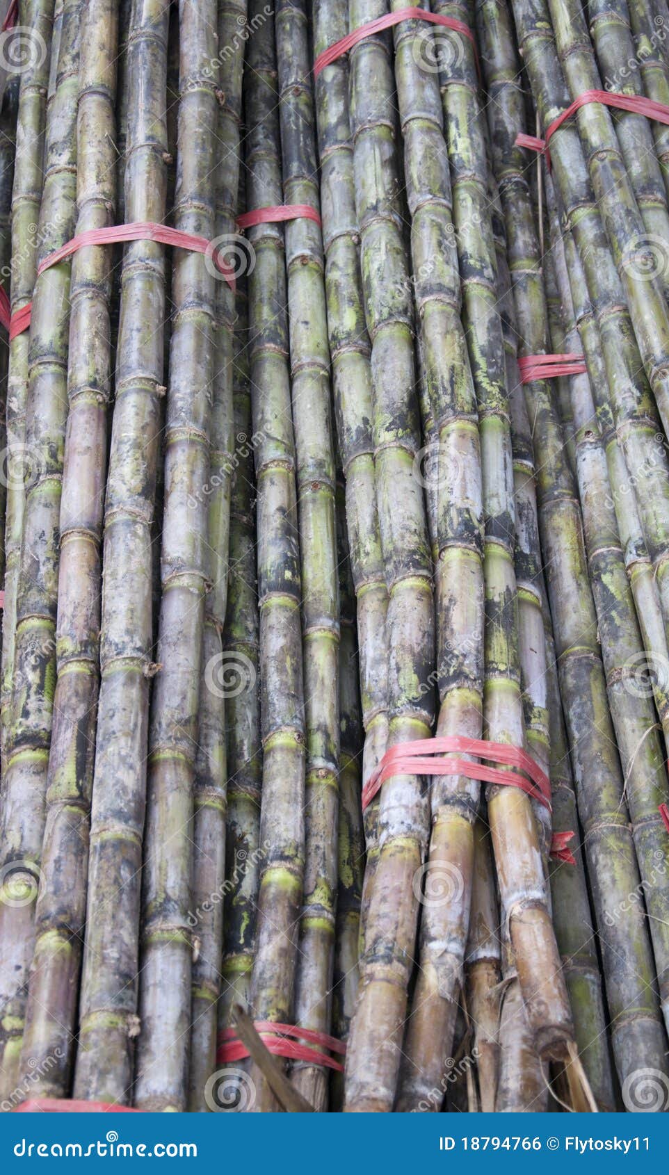 Bundles of sugar cane stock photo. Image of maltose, cane - 18794766
