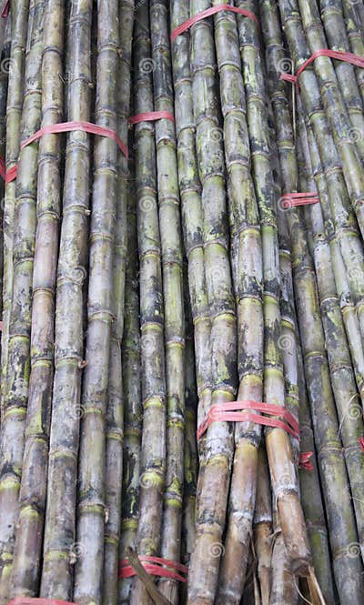 Bundles of sugar cane stock photo. Image of maltose, cane - 18794766