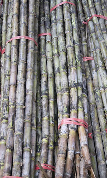 Bundles of sugar cane stock photo. Image of maltose, cane - 18794766