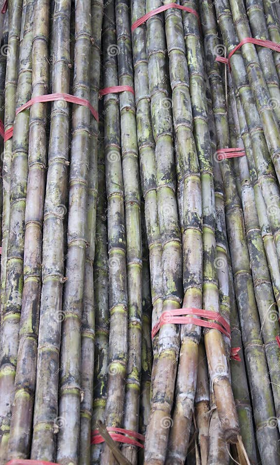 Bundles of sugar cane stock photo. Image of maltose, cane - 18794766