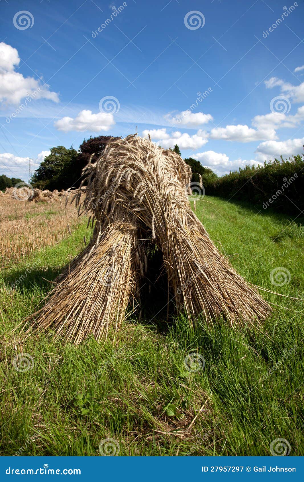Bundles of Thatch stock image. Image of cornstack, farm - 27957297