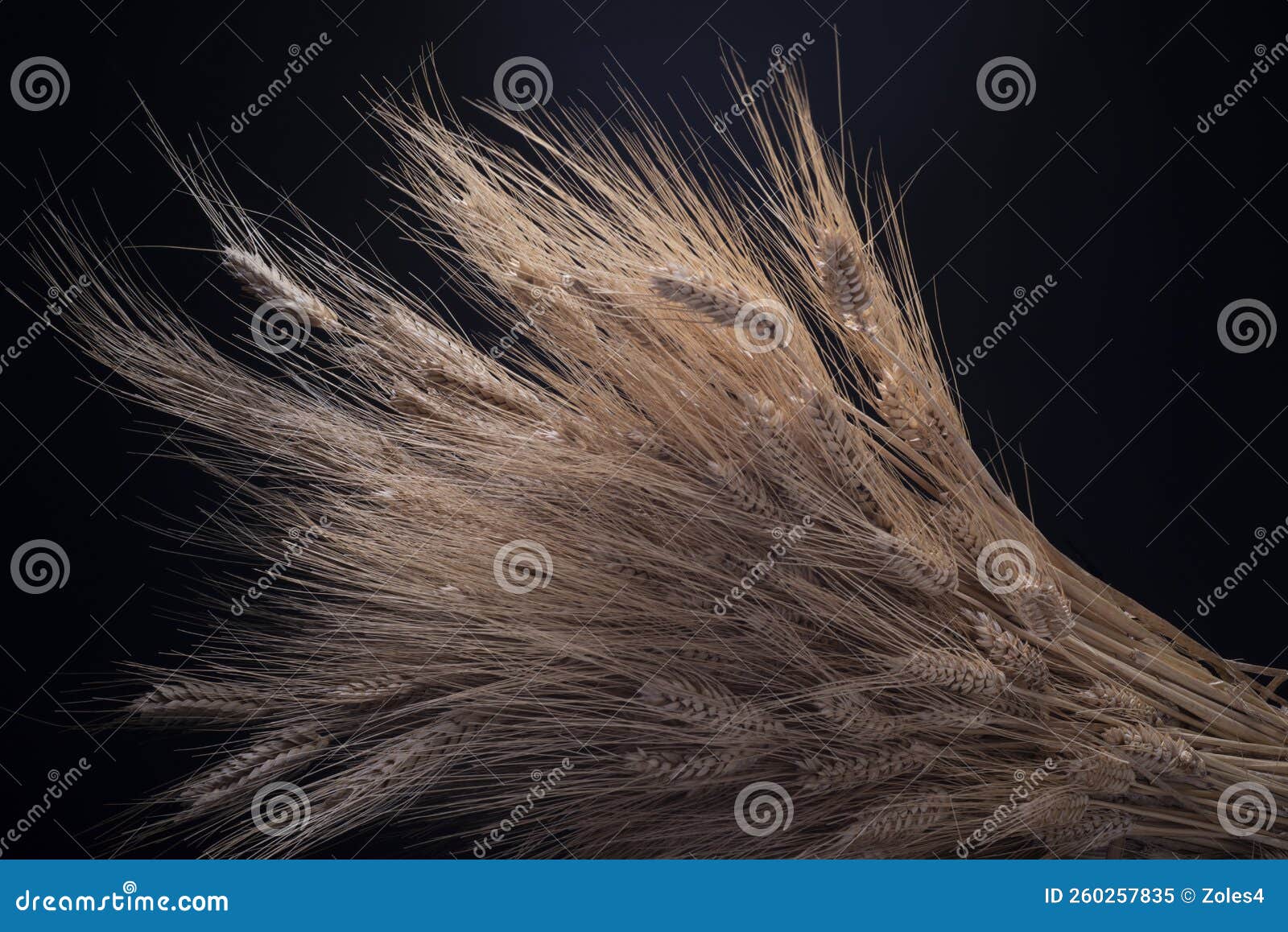 Bundles of wheat stock image. Image of isolated, grain - 260257835