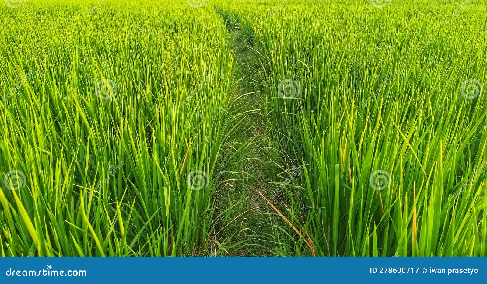 Bunds in the Rice Fields of Padas Ngawi, East Java Stock Image - Image ...