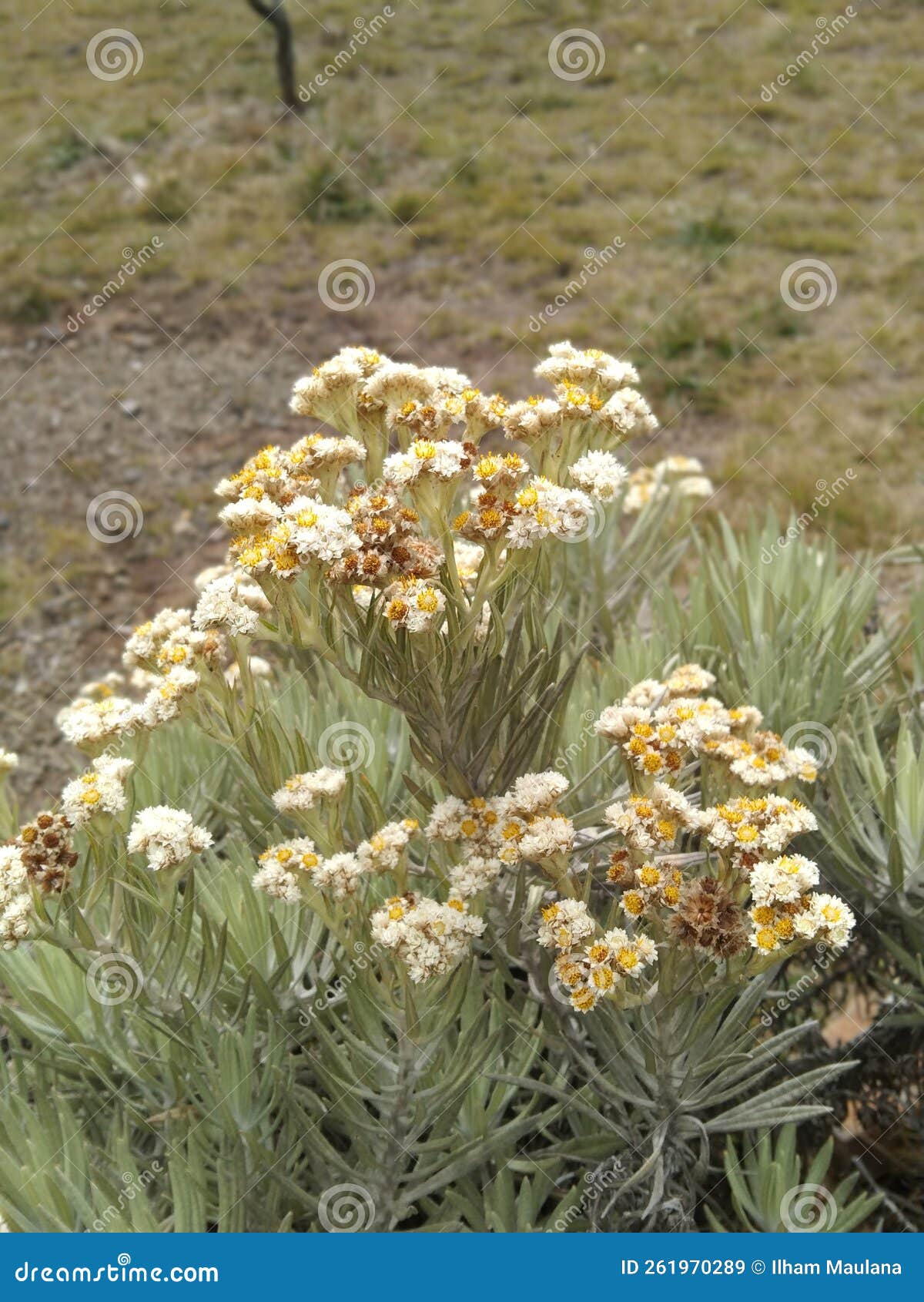 Bunga abadi stock image. Image of flower, grows, abadi - 261970289