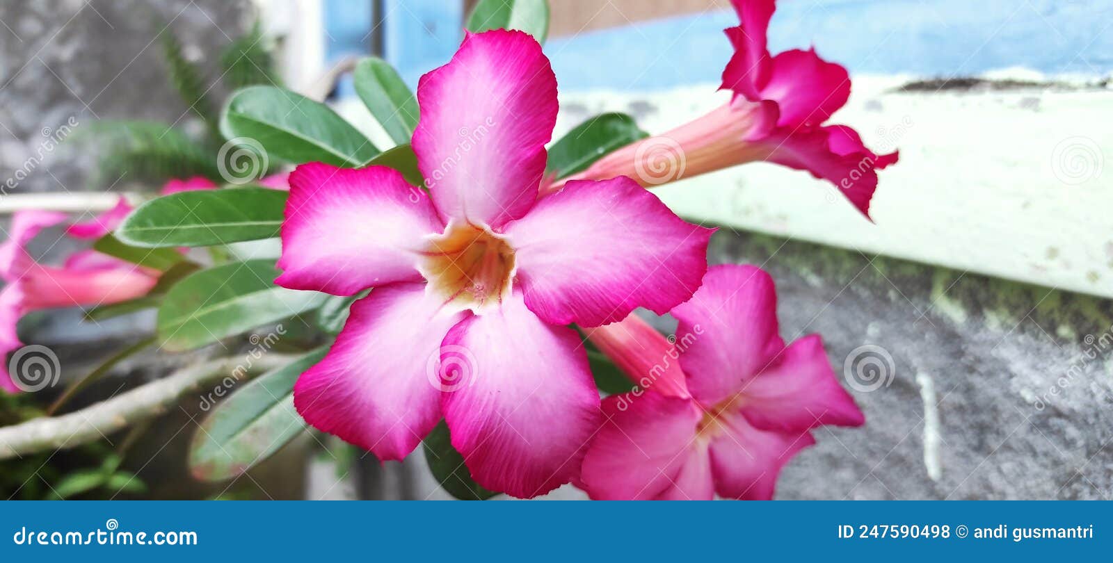 Bunga adenium di taman stock photo. Image of lilac, pink - 247590498