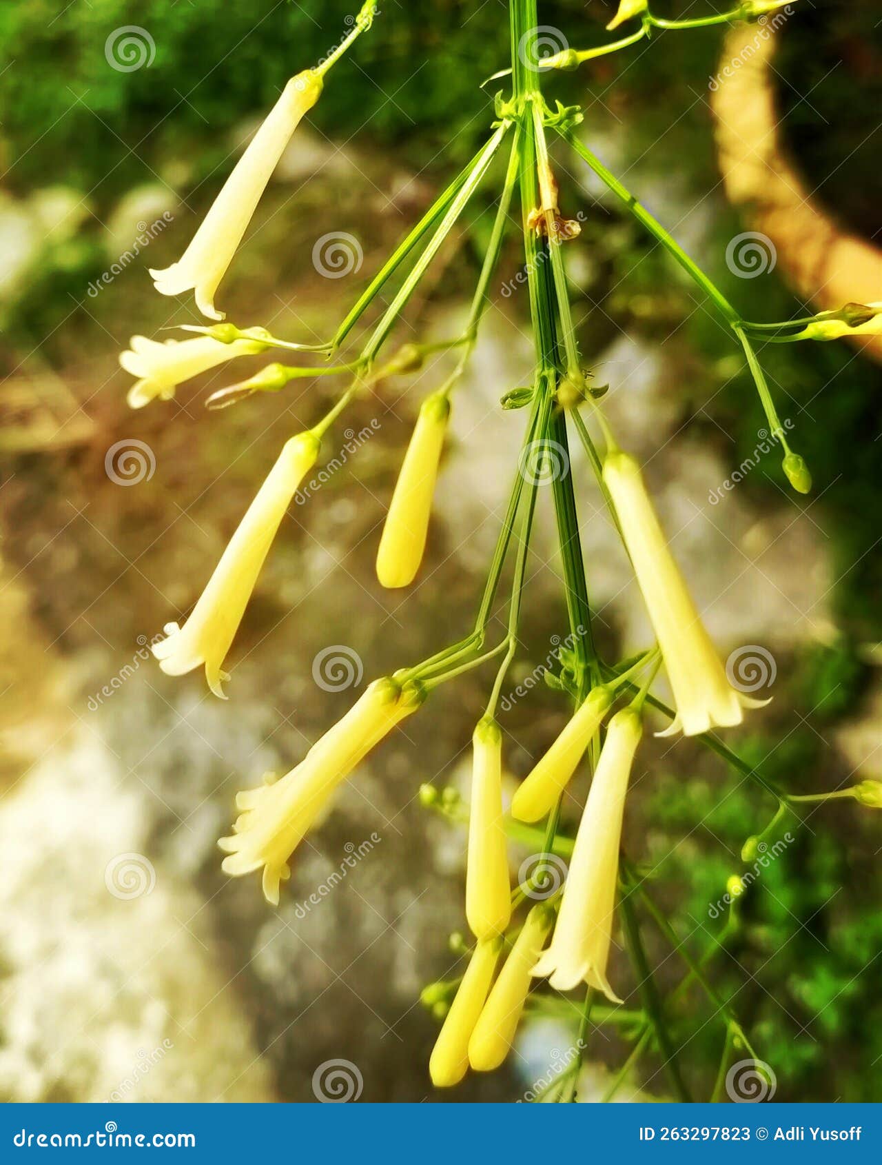 Bunga Air Mancur stock image. Image of yellow, leaf - 263297823