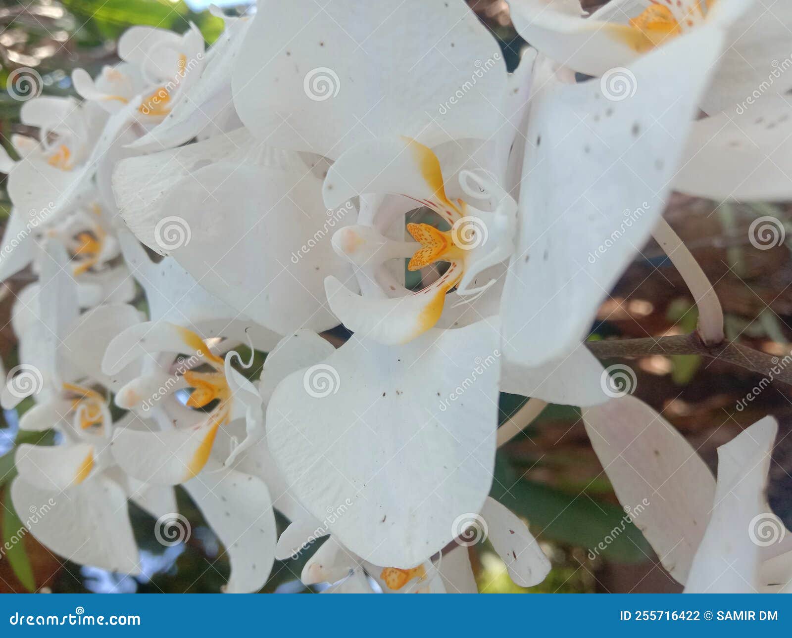 Flowers green beautiful stock photo. Image of produce - 255716422