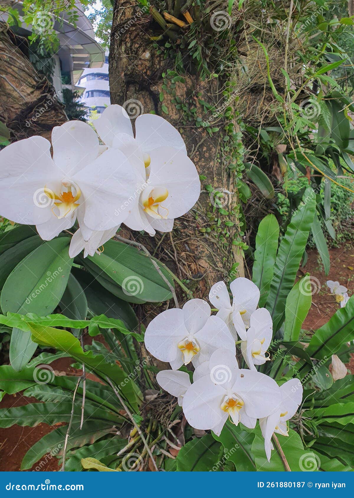 Bunga Angrek Stock Photos - Free & Royalty-Free Stock Photos from ...