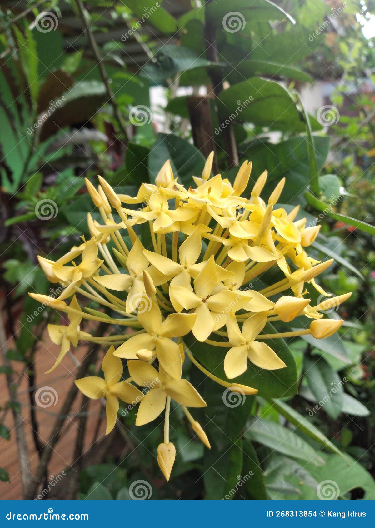 Bunga Asoka Kuning (Yellow Asoka Flowers) Stock Photo - Image of bunga ...