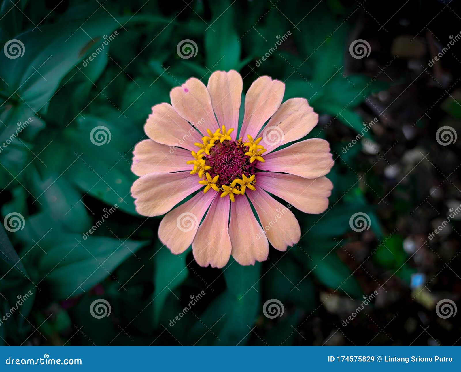 Bunga aster, Aster Flower stock image. Image of flower - 174575829