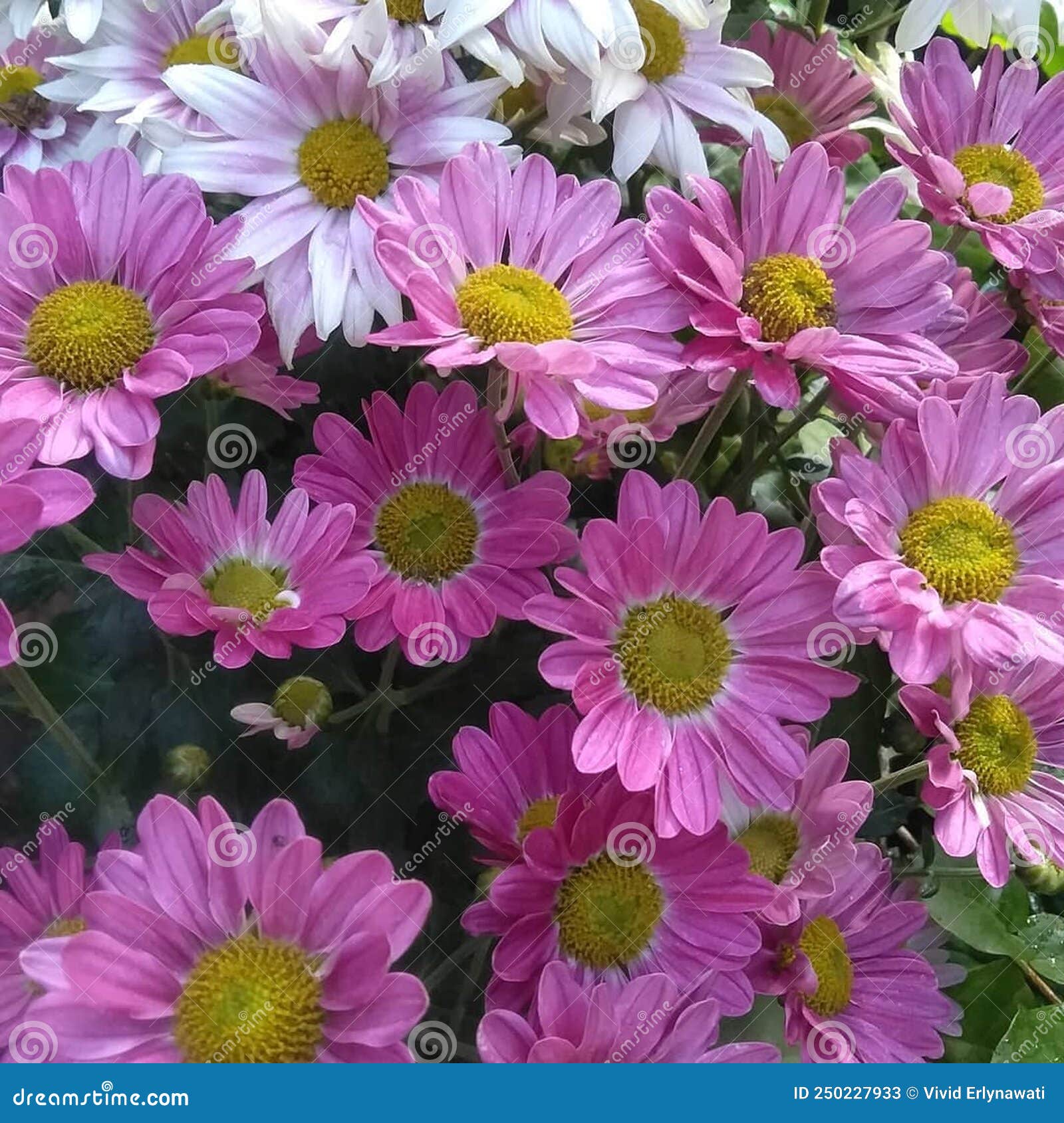 Bunga Aster Violet stock image. Image of bunga, taman - 250227933