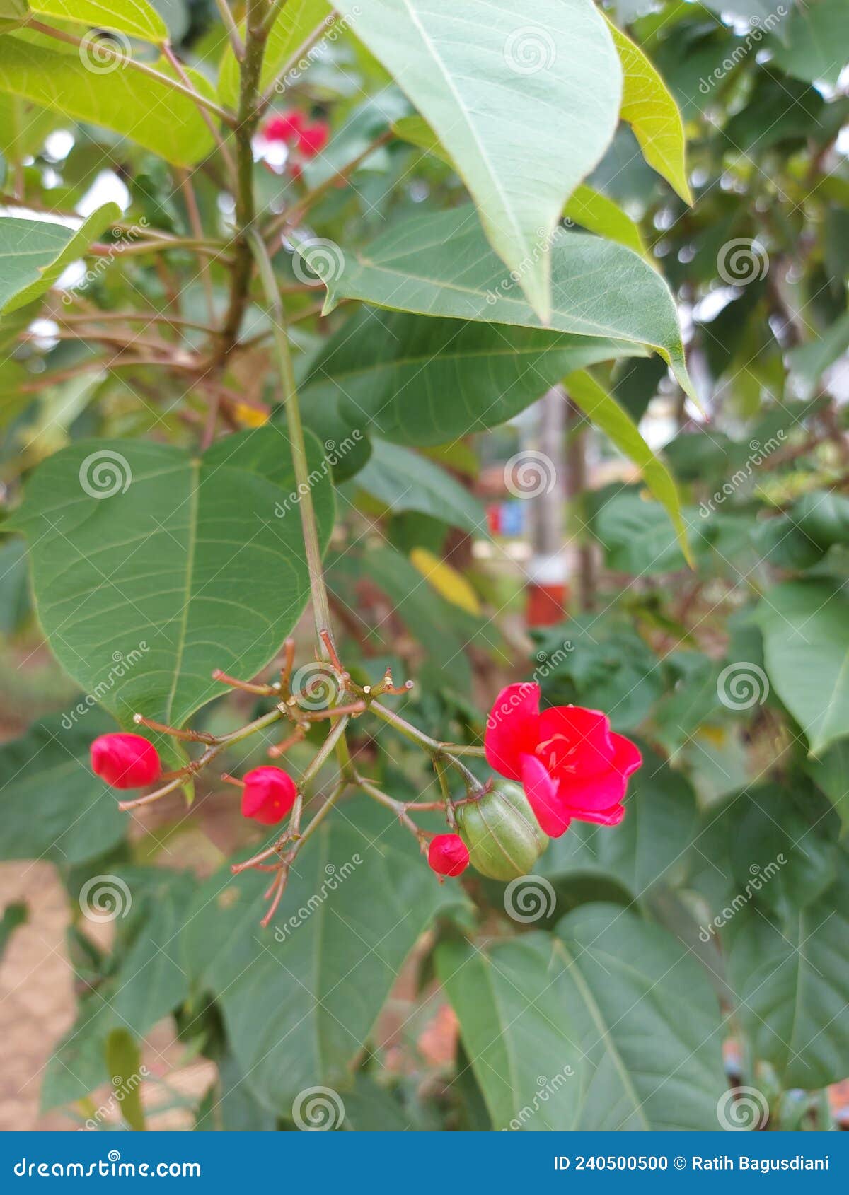 Bunga Batavia or Jatropha Integerrima or Peregrina or Spicy Jatropha ...