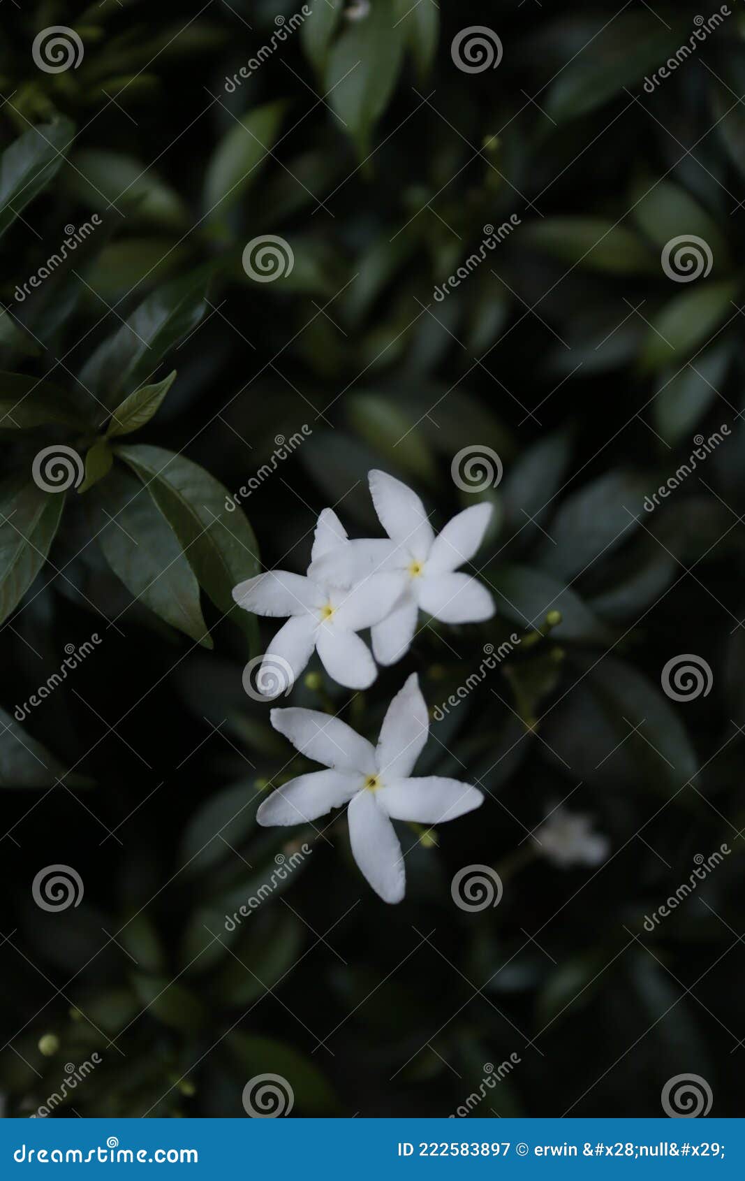 Bunga stock image. Image of bunga, bayground, walpaper - 222583897
