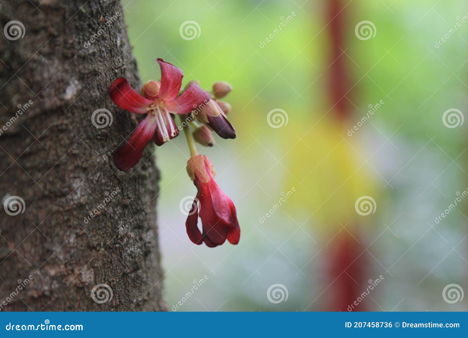 Bunga Belimbing Stock Photos - Free & Royalty-Free Stock Photos from ...