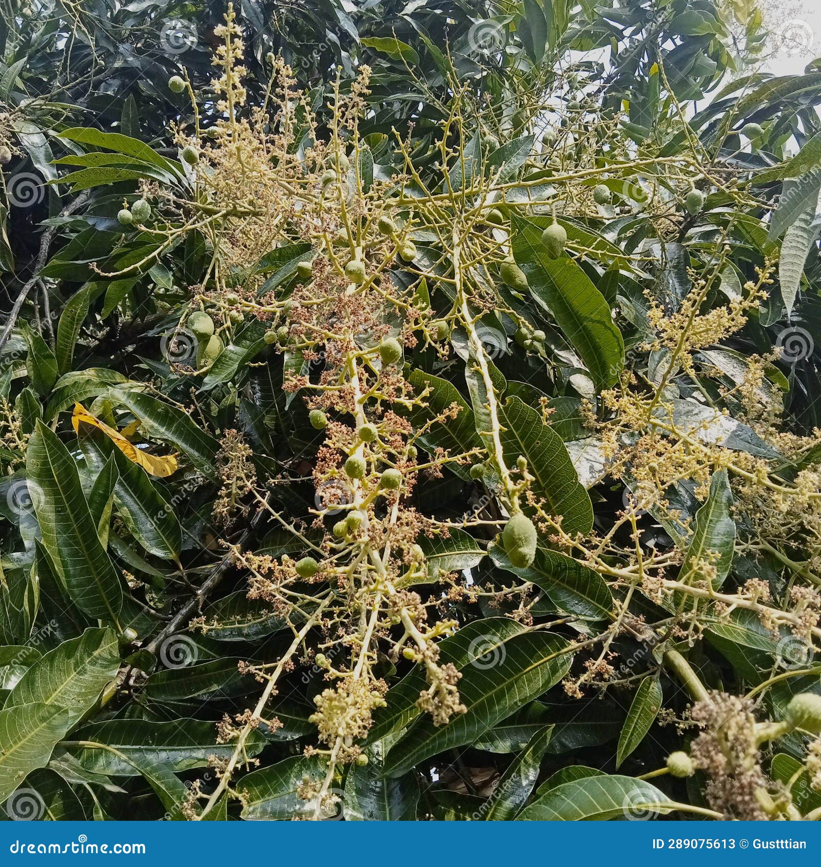 Flowers mango stock image. Image of mango, bunga, mangga - 289075613