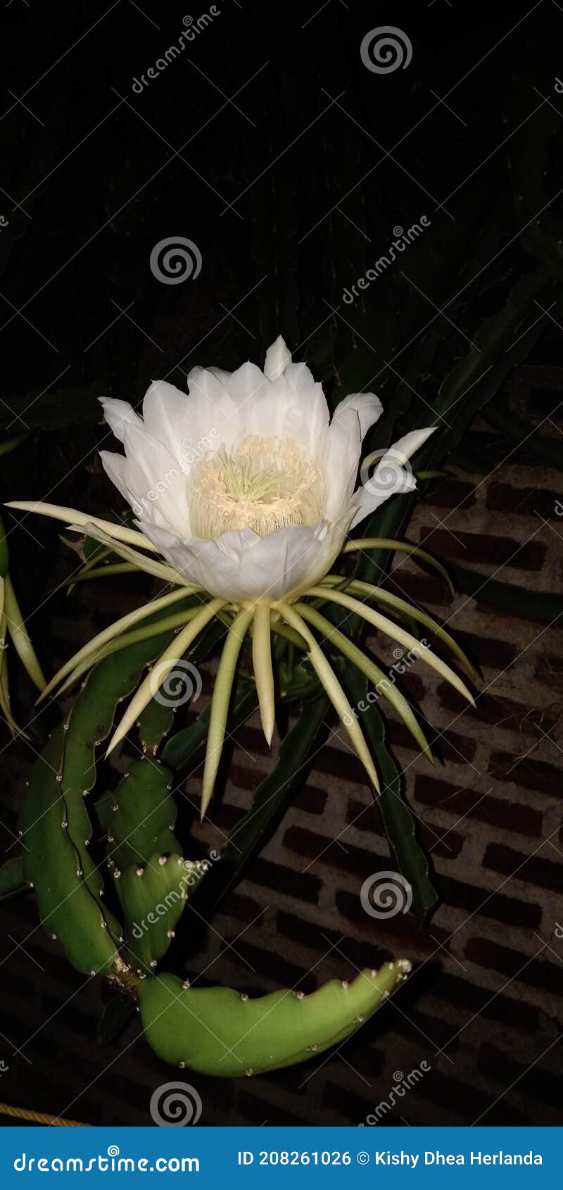 Bunga Buah Naga / Dragon Fruit Flower Stock Photo - Image of green ...