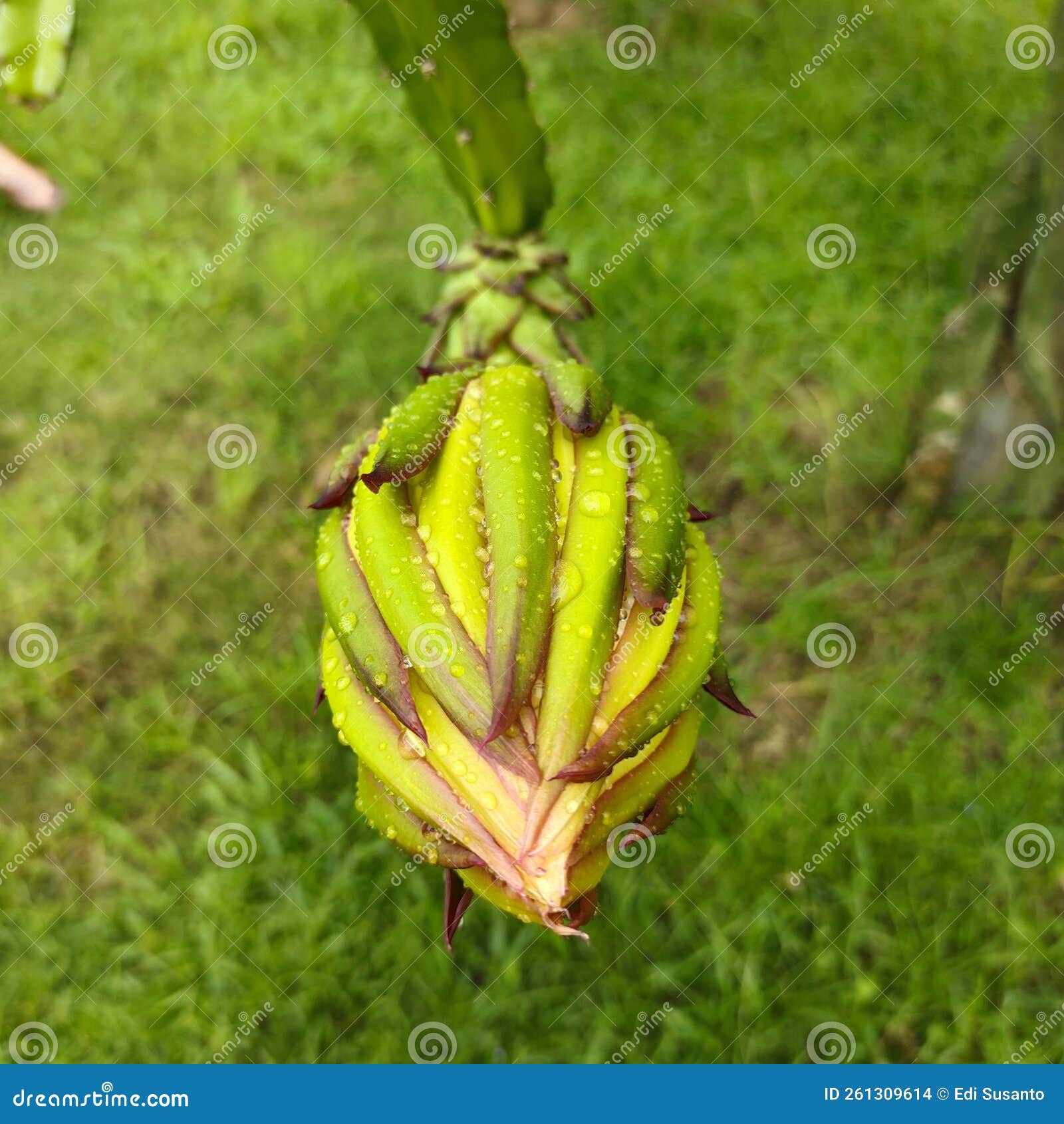 Bunga Buah Naga Menyegarkan Mata Stock Photo - Image of naga, bunga ...