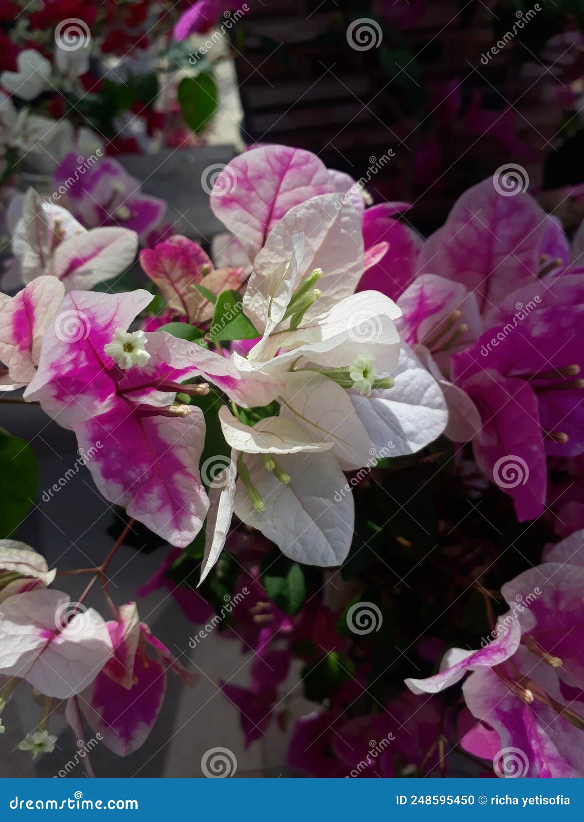 Jenis Bunga Bougenville White Variegata Royalty-Free Stock Image ...