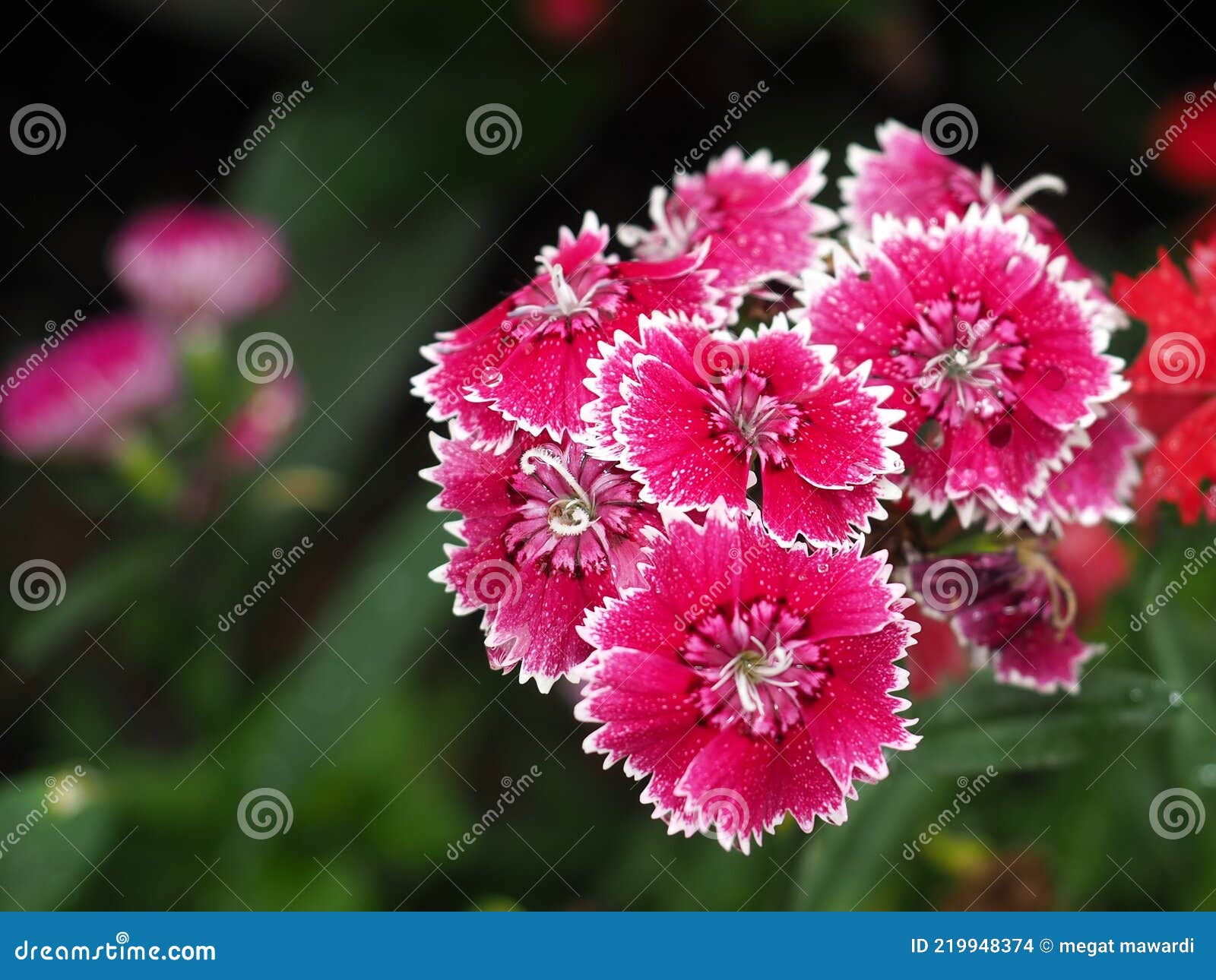 Bunga cameron Highland foto de stock. Imagem de planta - 219948374