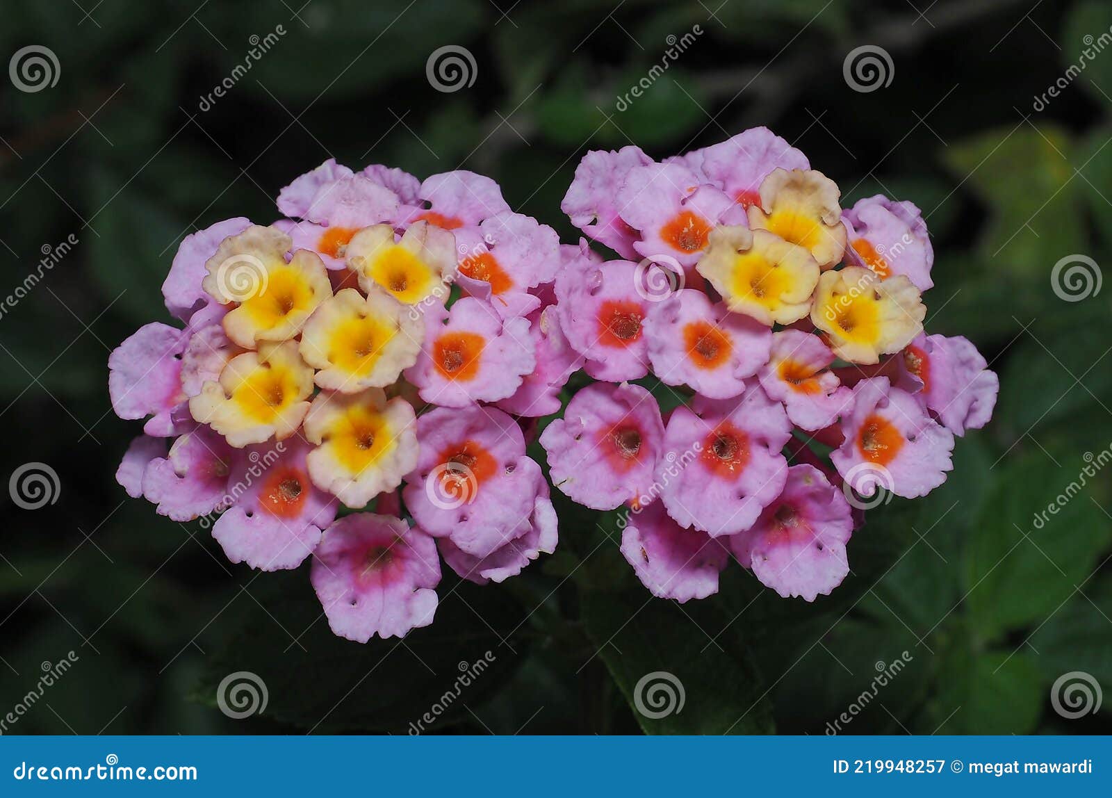 Bunga Cameron Highland stock image. Image of hoghland - 219948257