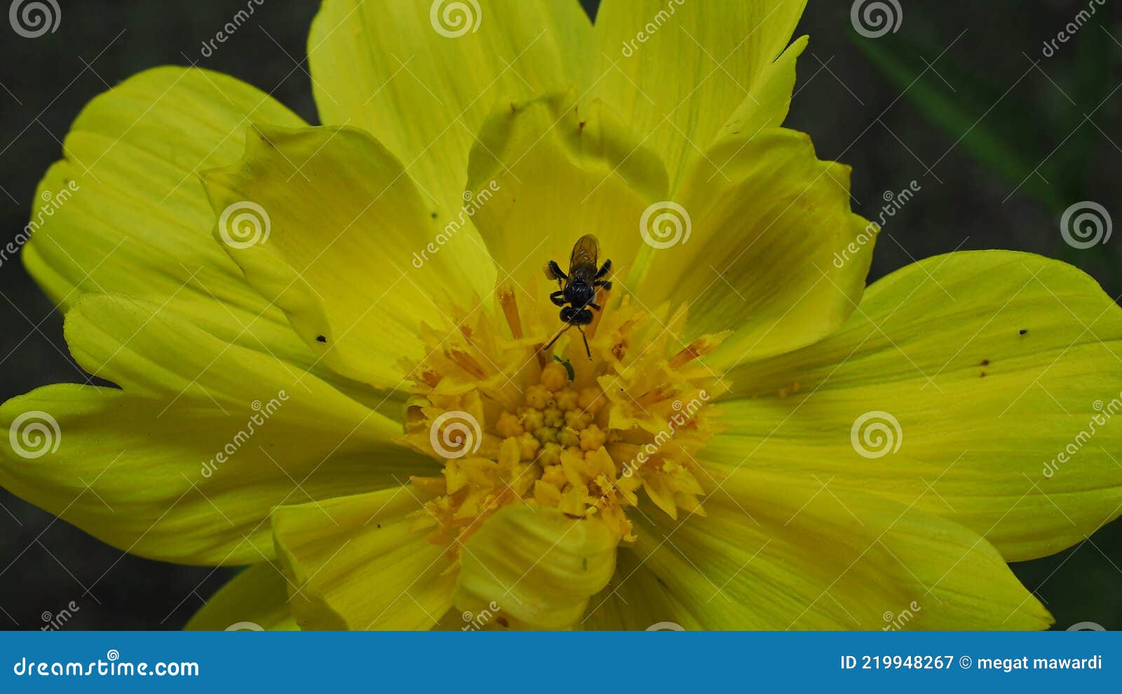 Bunga Cameron Highland stock image. Image of cameron - 219948267