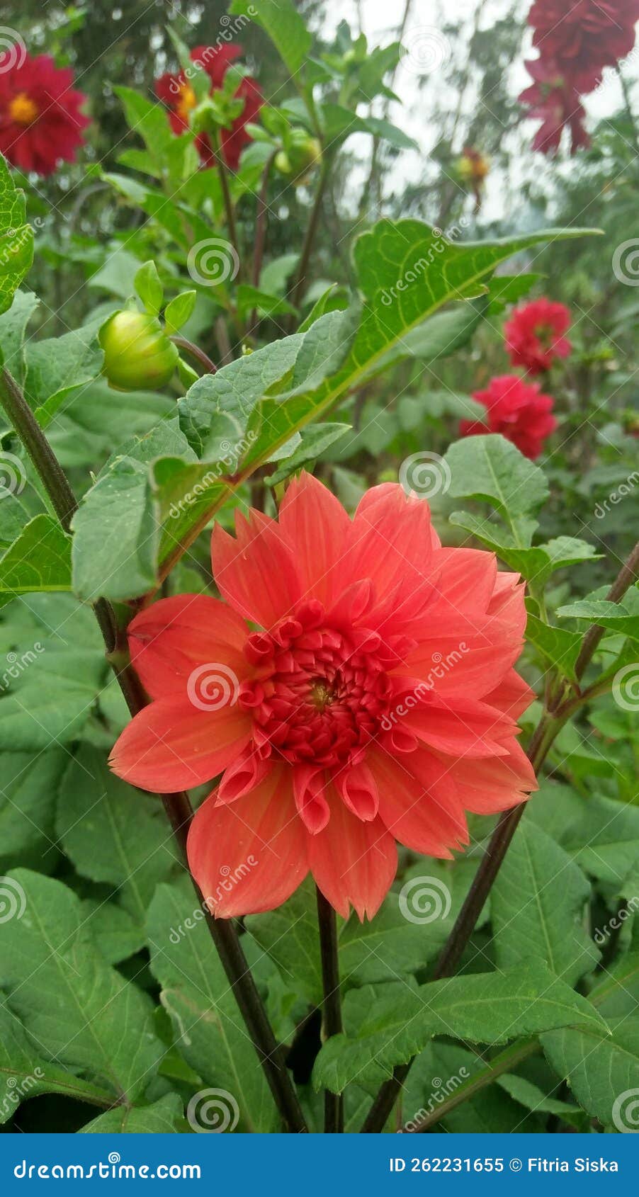 Bunga Dahlia stock image. Image of bunga, dahlia, nature - 262231655