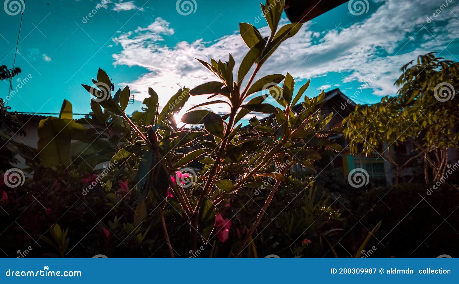 Bunga di halaman rumah stock image. Image of jungle - 200309987