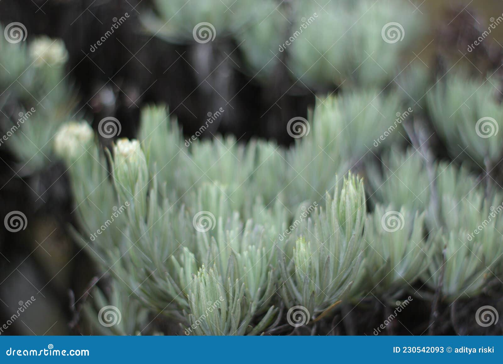 Bunga Edelweis Stock Photos - Free & Royalty-Free Stock Photos from ...