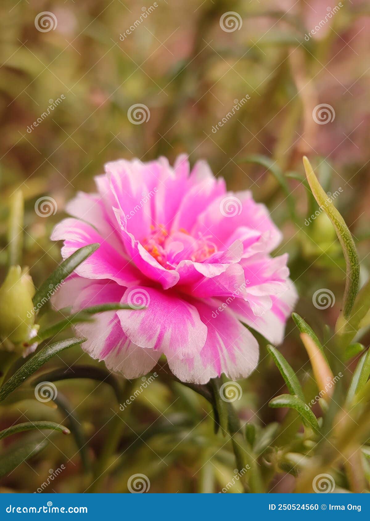 Bunga Jam Sembilan stock photo. Image of pink, sembilan - 250524560
